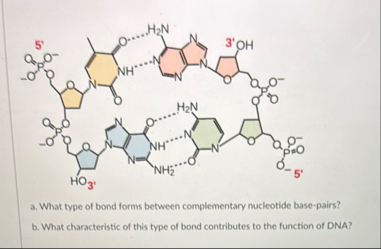 Solved a. ﻿What type of bond forms between complementary | Chegg.com