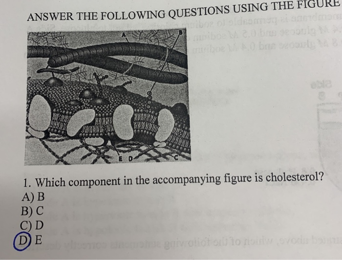 Solved Answer The Following Questions Using The Figure 1