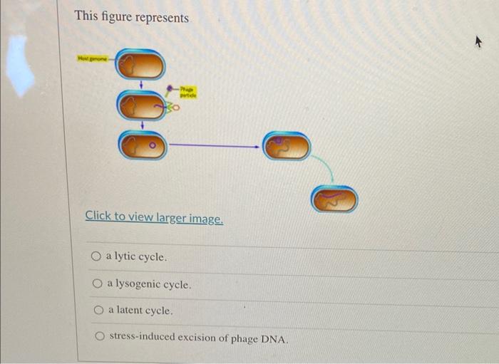 Solved This figure represents a lytic cycle. a lysogenic | Chegg.com