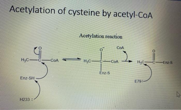 Solved Acetylation of cysteine by acetyl-CoA Acetylation | Chegg.com