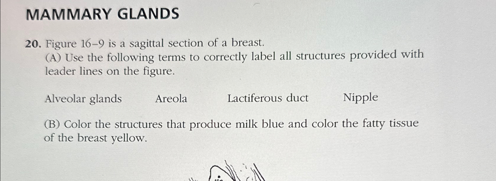 Solved MAMMARY GLANDS20. ﻿Figure 16-9 ﻿is a sagittal section | Chegg.com