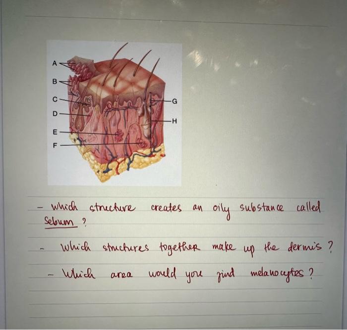 Solved - which structure creates an oily substance called | Chegg.com