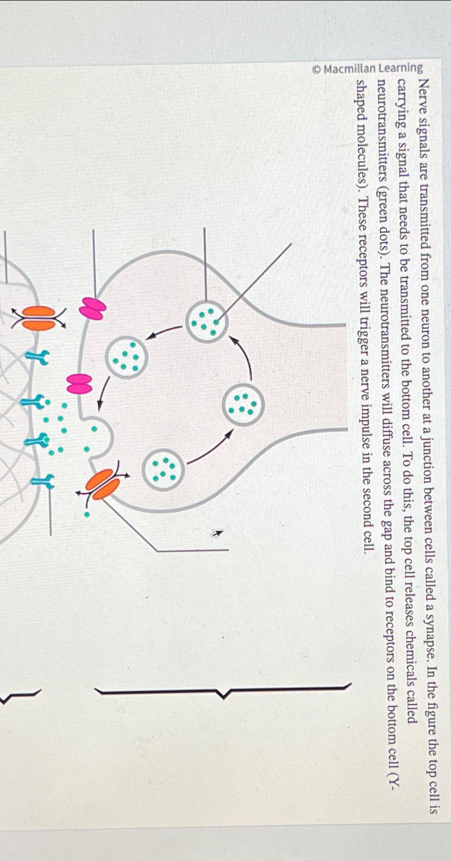 Solved Nerve signals are transmitted from one neuron to | Chegg.com