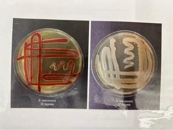 Solved Observations of the Laminate Photos. TSA plates of | Chegg.com