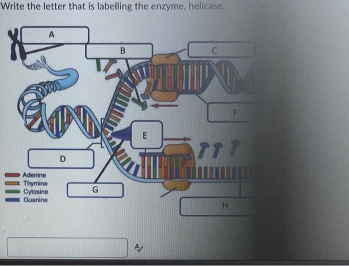 Solved Write the letter that is labelling the enzyme, | Chegg.com