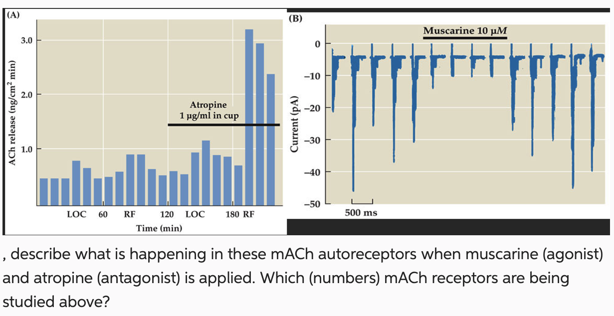 Solved , ﻿describe what is happening in these mACh | Chegg.com