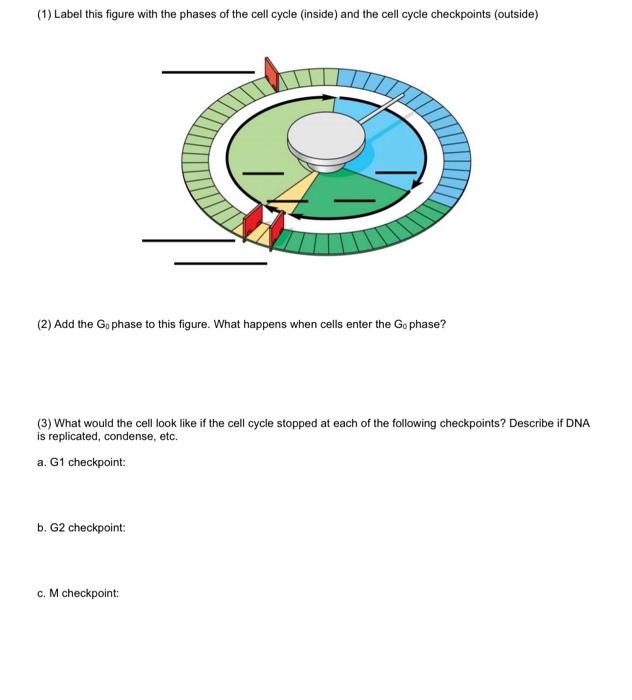 (1) Label this figure with the phases of the cell | Chegg.com