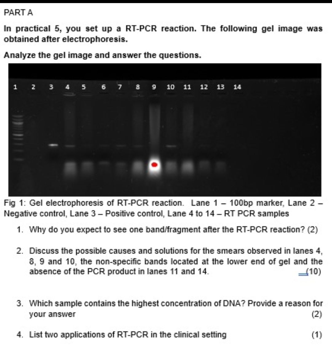 Solved PART AIn practical 5, ﻿you set up a RT-PCR reaction. | Chegg.com