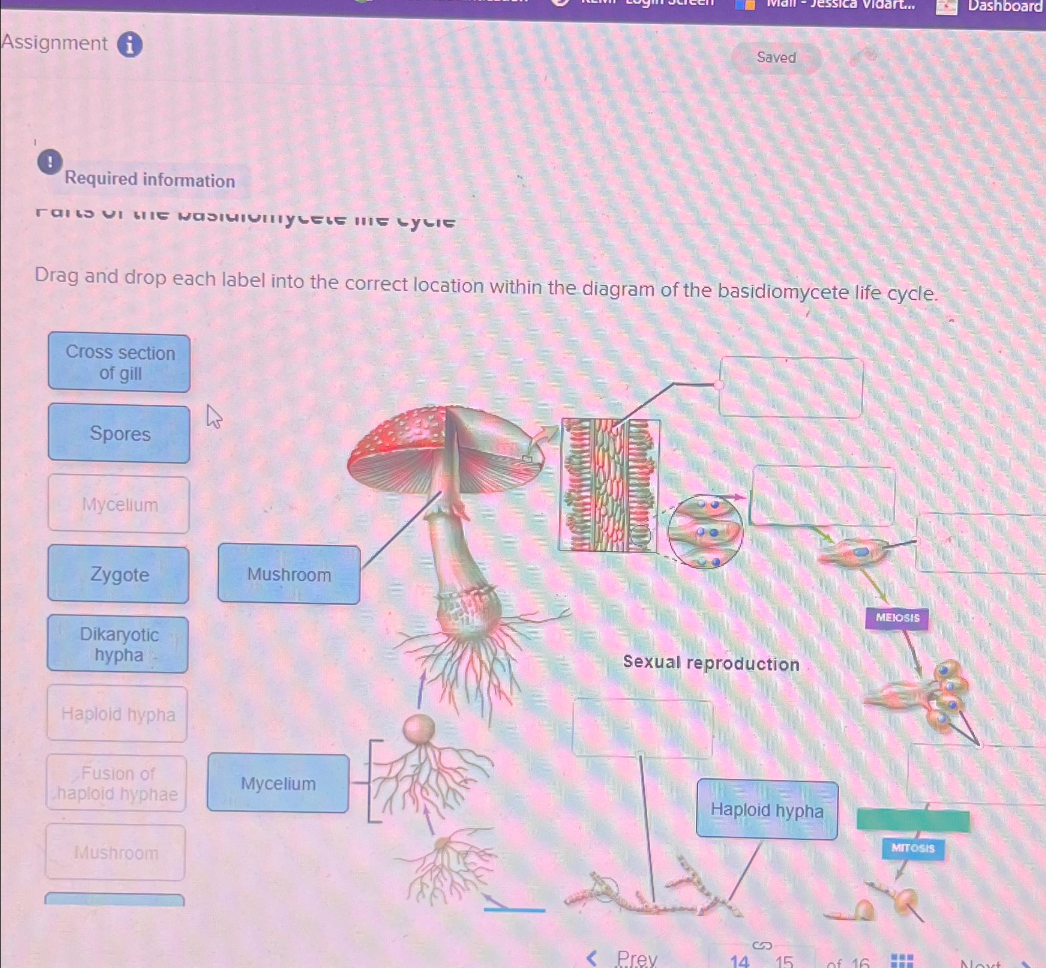 Solved AssignmentDashboardSavedRequired informationDrag and | Chegg.com