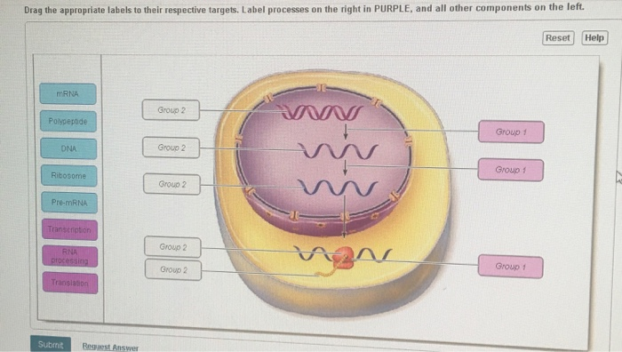 Solved Drag the appropriate labels to their respective | Chegg.com