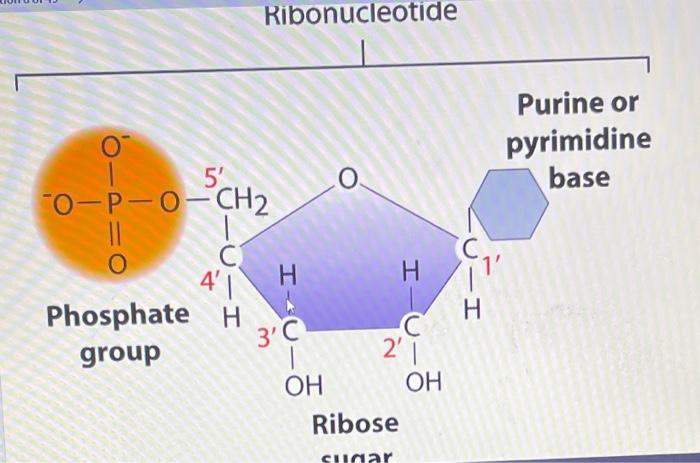 Solved Ribonucleotide 09 5' "O-P-O-CH2 Purine or pyrimidine | Chegg.com