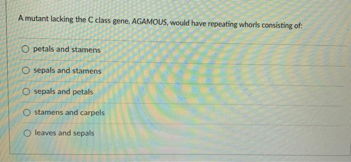 Solved A mutant lacking the C class gene, AGAMOUS, would | Chegg.com