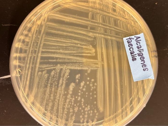 Solved how to describe the characteristics and what is | Chegg.com