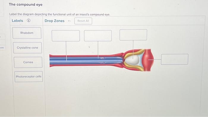 Solved The compound eye Label the diagram depicting the | Chegg.com