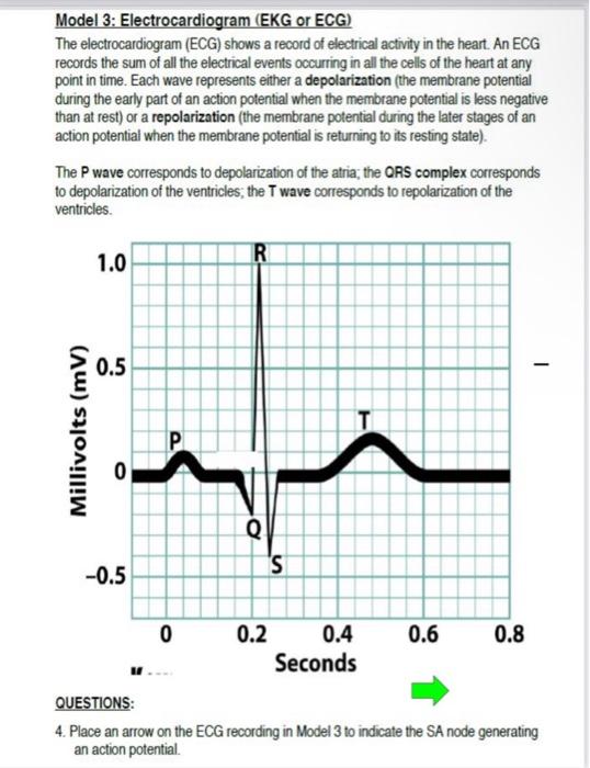Model 3. Electrocardiogram EKG or ECG The | Chegg.com