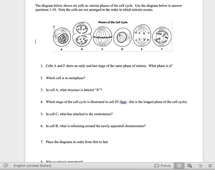 Solved The diagram below shows six cells in various phases | Chegg.com