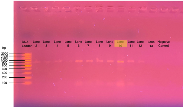 Solved The sample that is placed into Lane 10 ﻿is a visible | Chegg.com