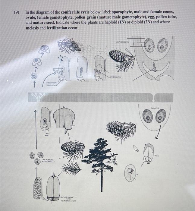 Solved 19) In the diagram of the conifer life cycle below, | Chegg.com
