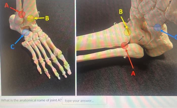 Solved Identify bone marking C | Chegg.com