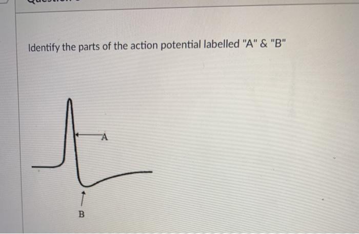 Solved Identify the parts of the action potential labelled | Chegg.com