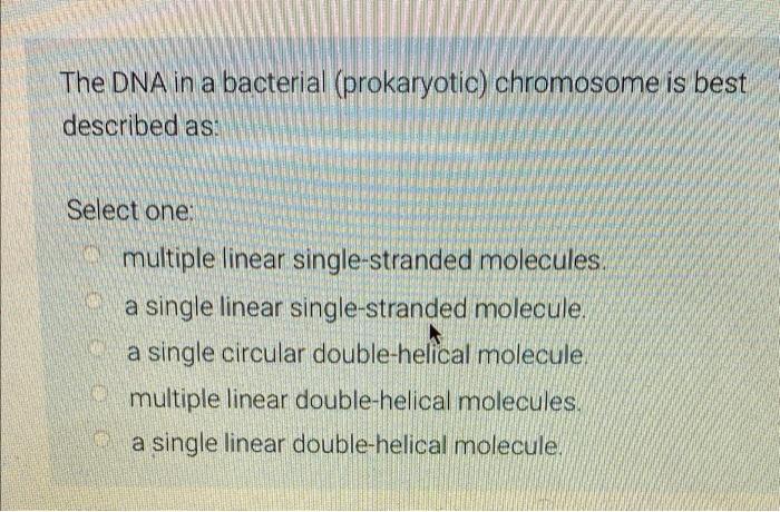 Solved The DNA in a bacterial (prokaryotic) chromosome is | Chegg.com