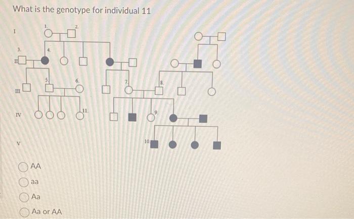 Solved What is the genotype for individual 11 AA aa Aa Aa or | Chegg.com