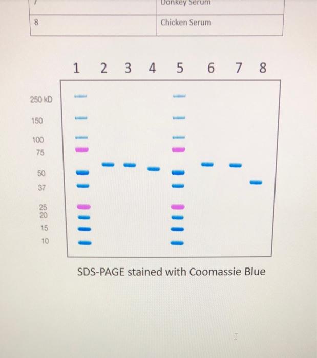 Lab 8: Western Blot Data Fall 2021 Sample Well Number | Chegg.com