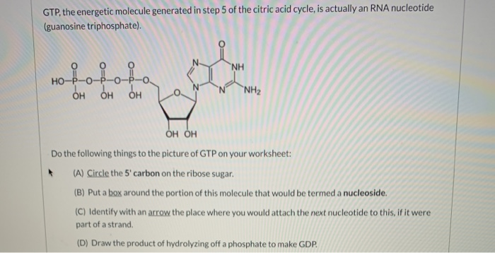 Solved GTP, the energetic molecule generated in step 5 of | Chegg.com