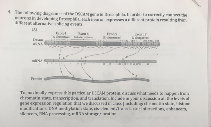 Solved 4. The following diagram is of the DSCAM gene in | Chegg.com
