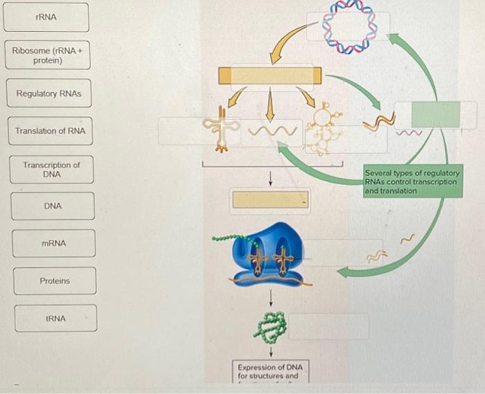 rRNA Ribosome (rRNA + protein) Regulatory RNAs | Chegg.com