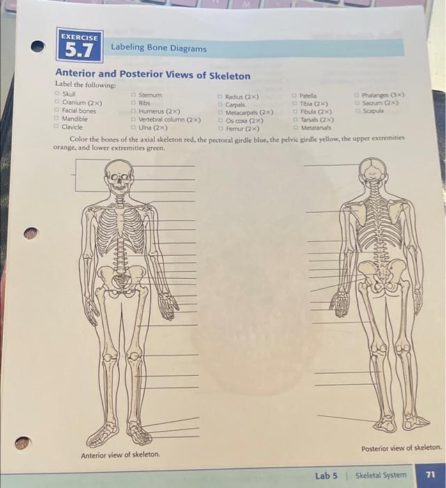 Solved EXERCISE 5.7 Labeling Bone Diagrams Anterior and | Chegg.com