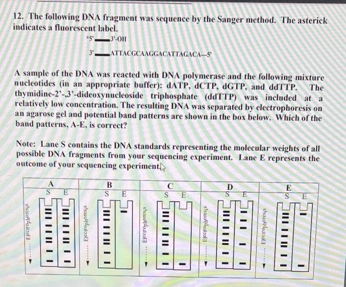 Solved 12. The following DNA fragment was sequence by the | Chegg.com