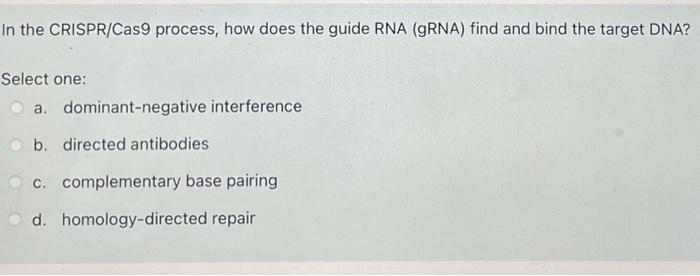 Solved In the CRISPR/Cas9 process, how does the guide RNA | Chegg.com