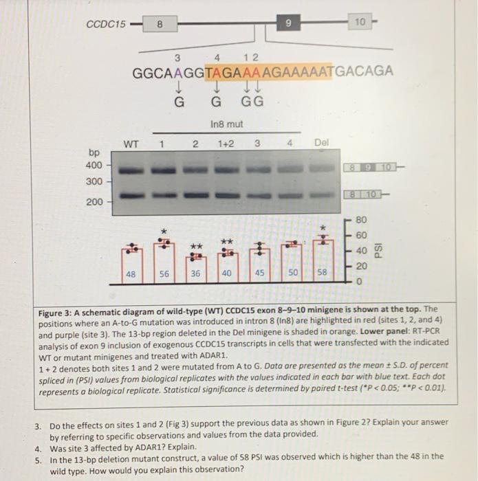 To investigate whether ADAR 1-mediated editing indeed | Chegg.com