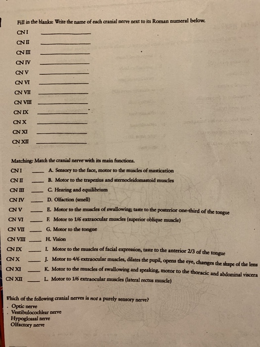 Solved c. Cranial Nerves 1. Using the terms below, correctly | Chegg.com