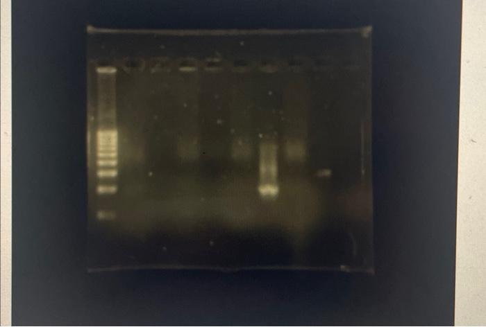 Solved Remember to include the molecular weight ruler in | Chegg.com