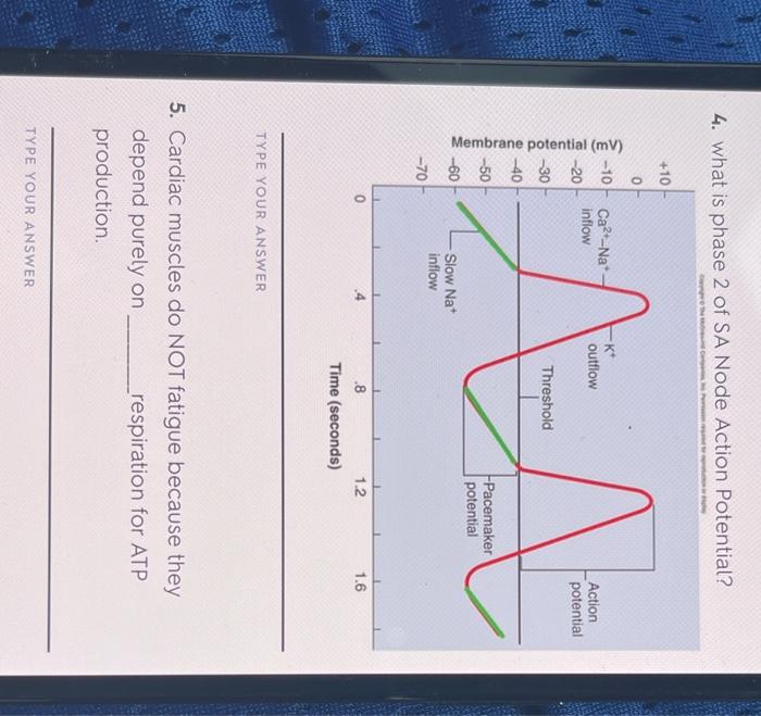 Solved 4. what is phase 2 of SA Node Action Potential? +10 | Chegg.com