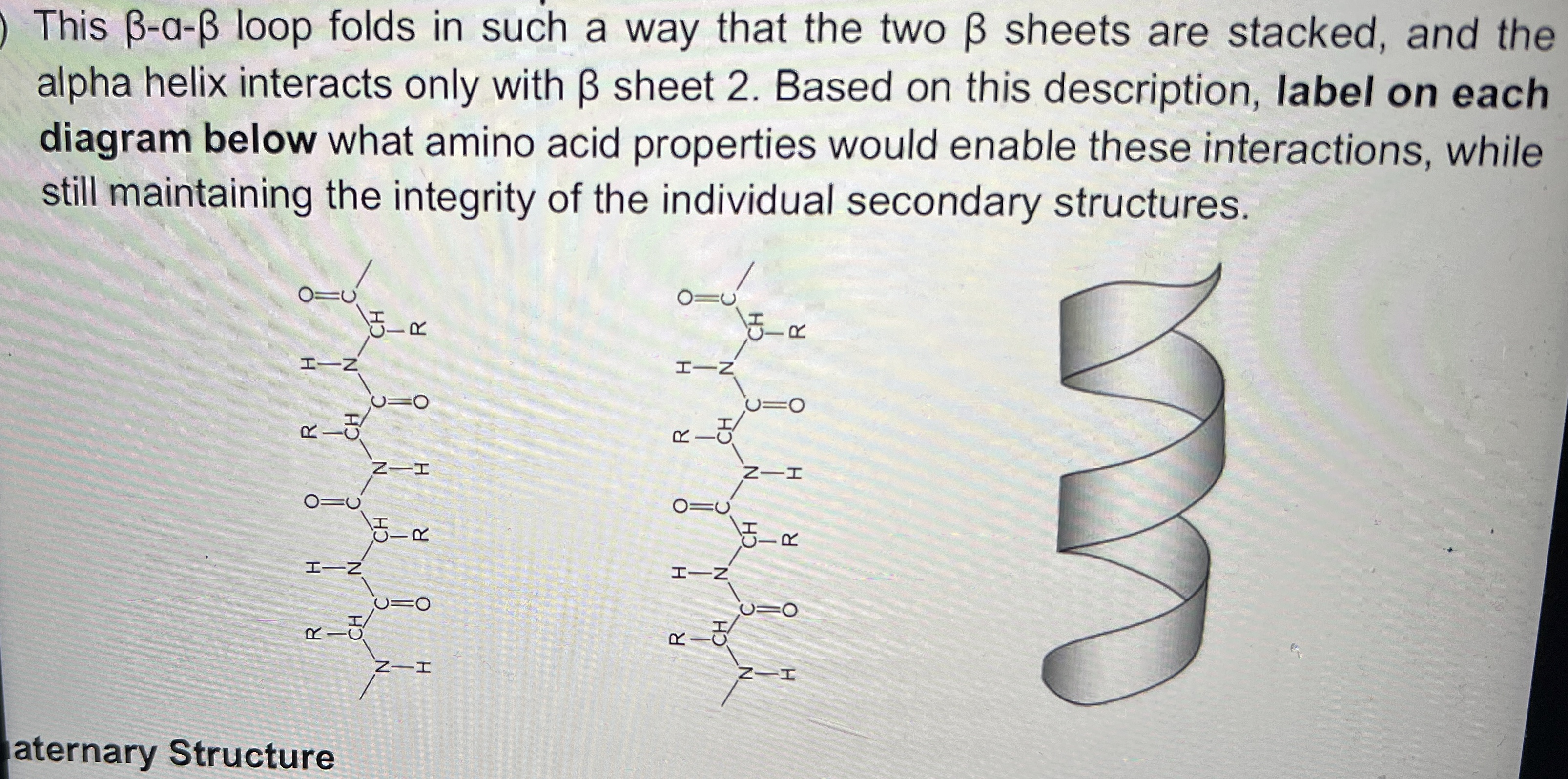 Solved This β-a- β ﻿loop folds in such a way that the two β | Chegg.com