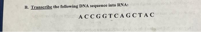 Solved B. Transcribe the following DNA sequence into RNA:lom | Chegg.com