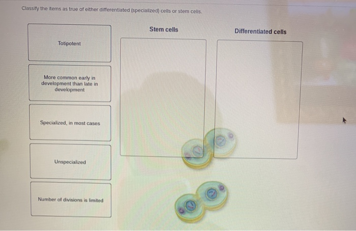 Solved Classity the items as true of either differentiated | Chegg.com