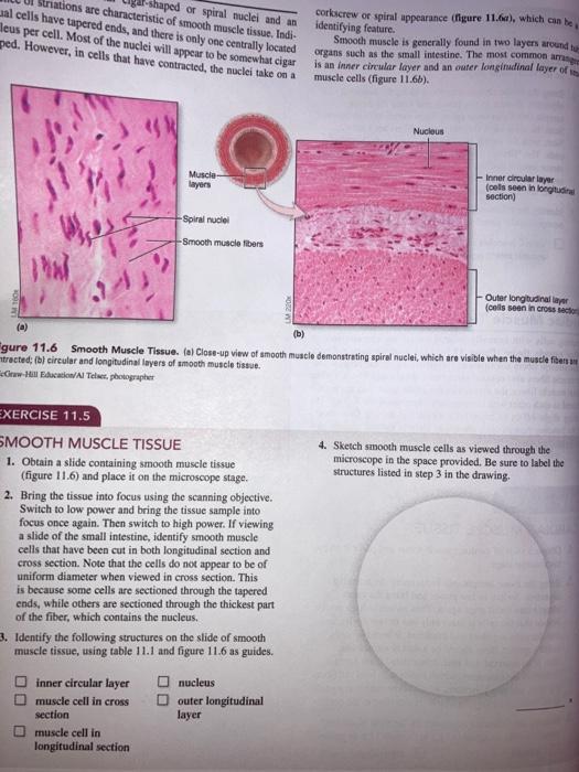 Skeletal Muscle Cell
