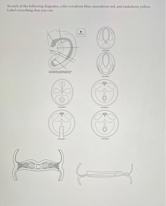 Solved Label the following diagrams, and color the ectoderm | Chegg.com