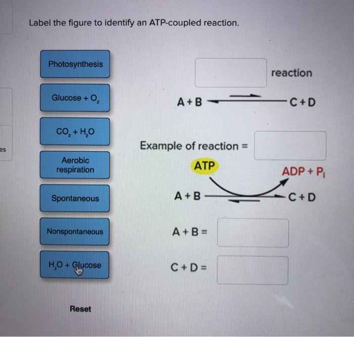 Solved Label the figure to identify an ATP-coupled reaction. | Chegg.com