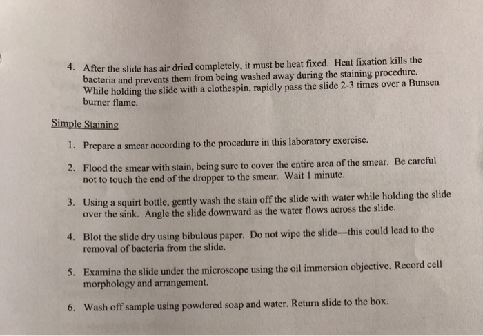 Solved 3-Preparation of Bacterial Smears and Simple Stains | Chegg.com
