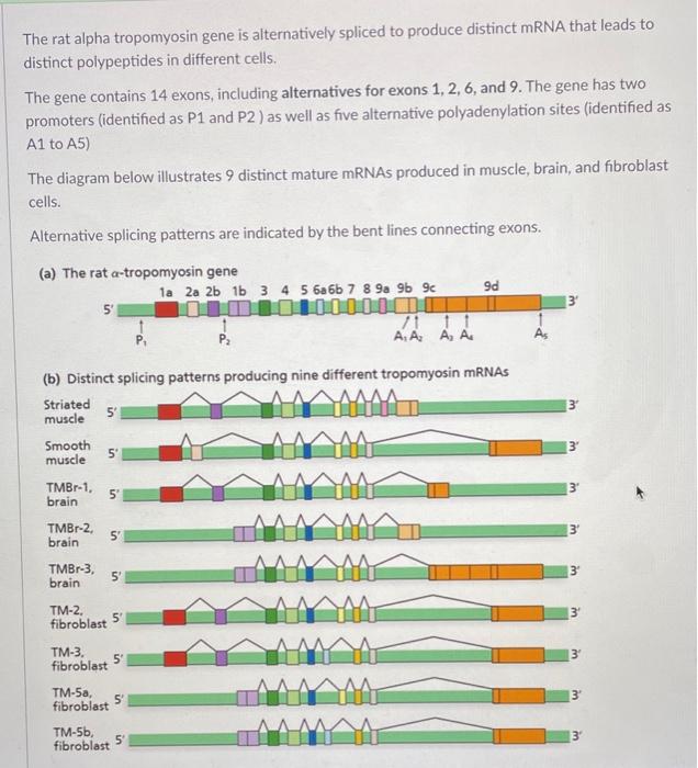 The rat alpha tropomyosin gene is alternatively | Chegg.com