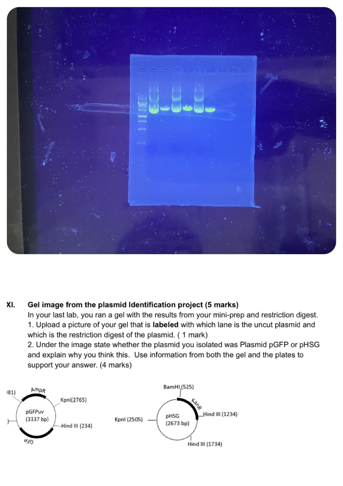 XI. ﻿Gel image from the plasmid Identification | Chegg.com
