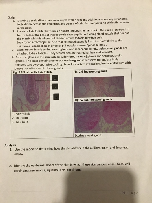 Solved LAB 7 INTEGUMENTARY SYSTEM Introduction The | Chegg.com