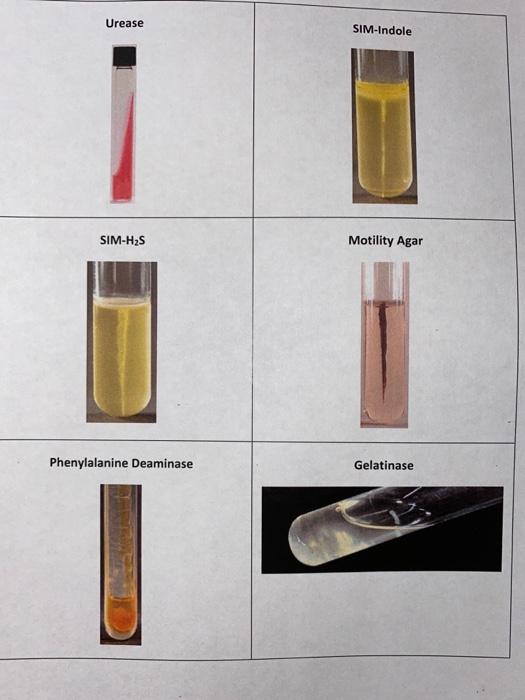 OF-Glucose MR VP Catalase మv.cr Oxidase PR-Glucose | Chegg.com