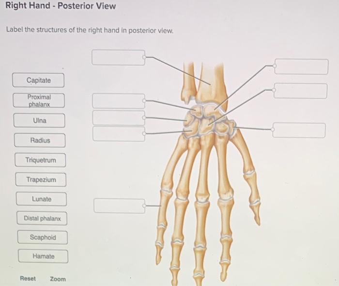 Solved Right Hand - Posterior View Label the structures of | Chegg.com
