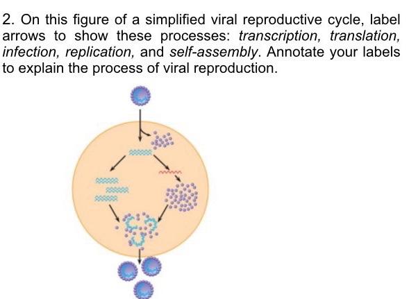 Solved 2. On this figure of a simplified viral reproductive | Chegg.com